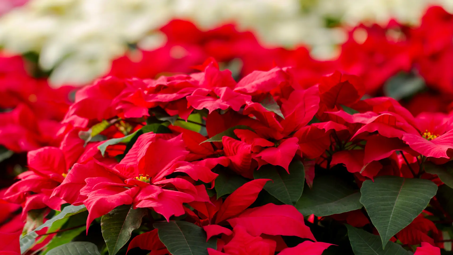 Poinsettia: Mexican Christmas Icon